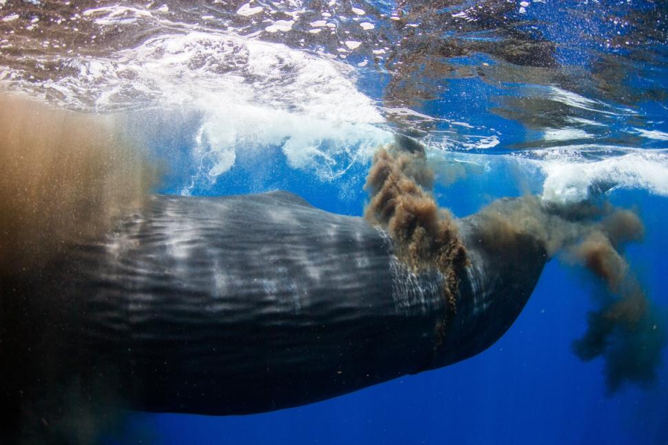 whale-poo-diver – Jornal Joca