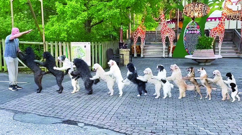 Trainer breaks record for longest line of dogs dancing conga – Level 1 ...