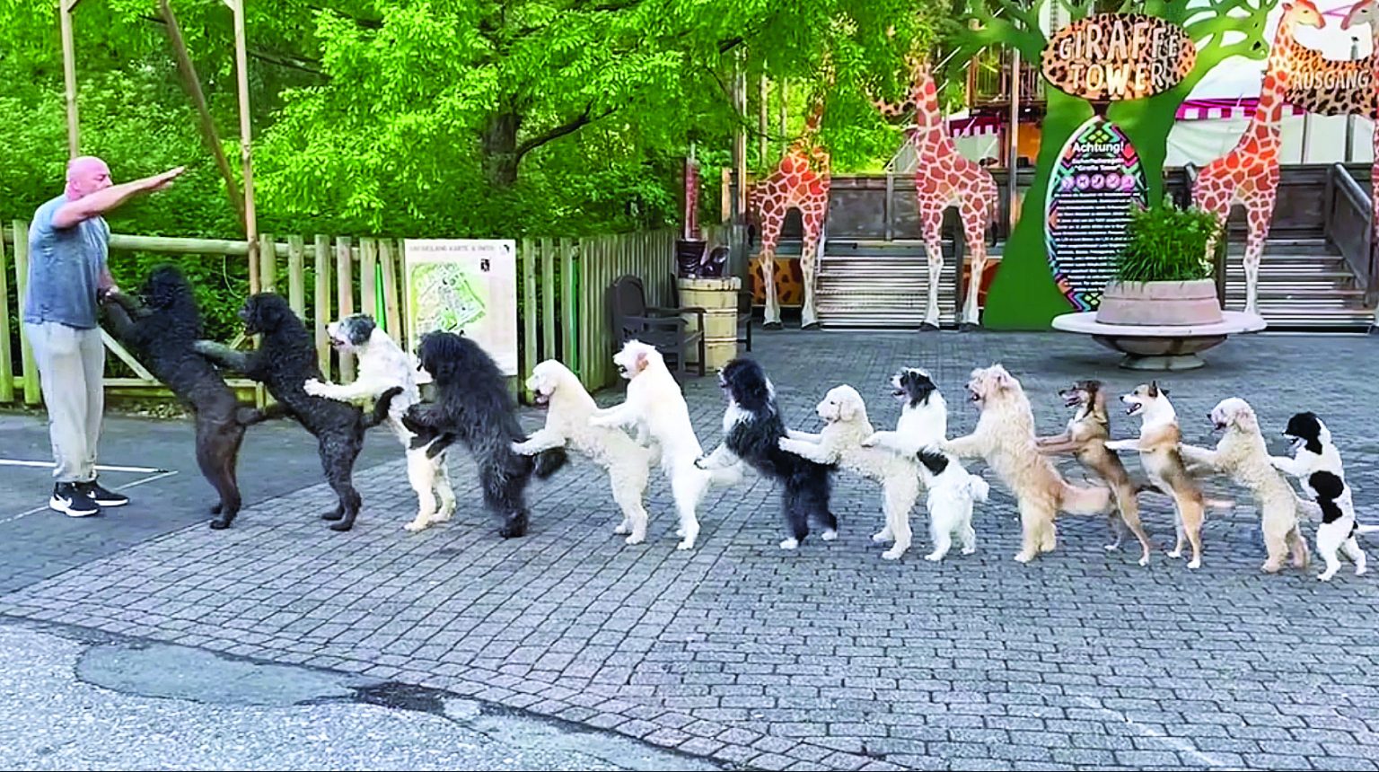 Un entrenador rompe récord con la mayor fila de perros bailando conga ...