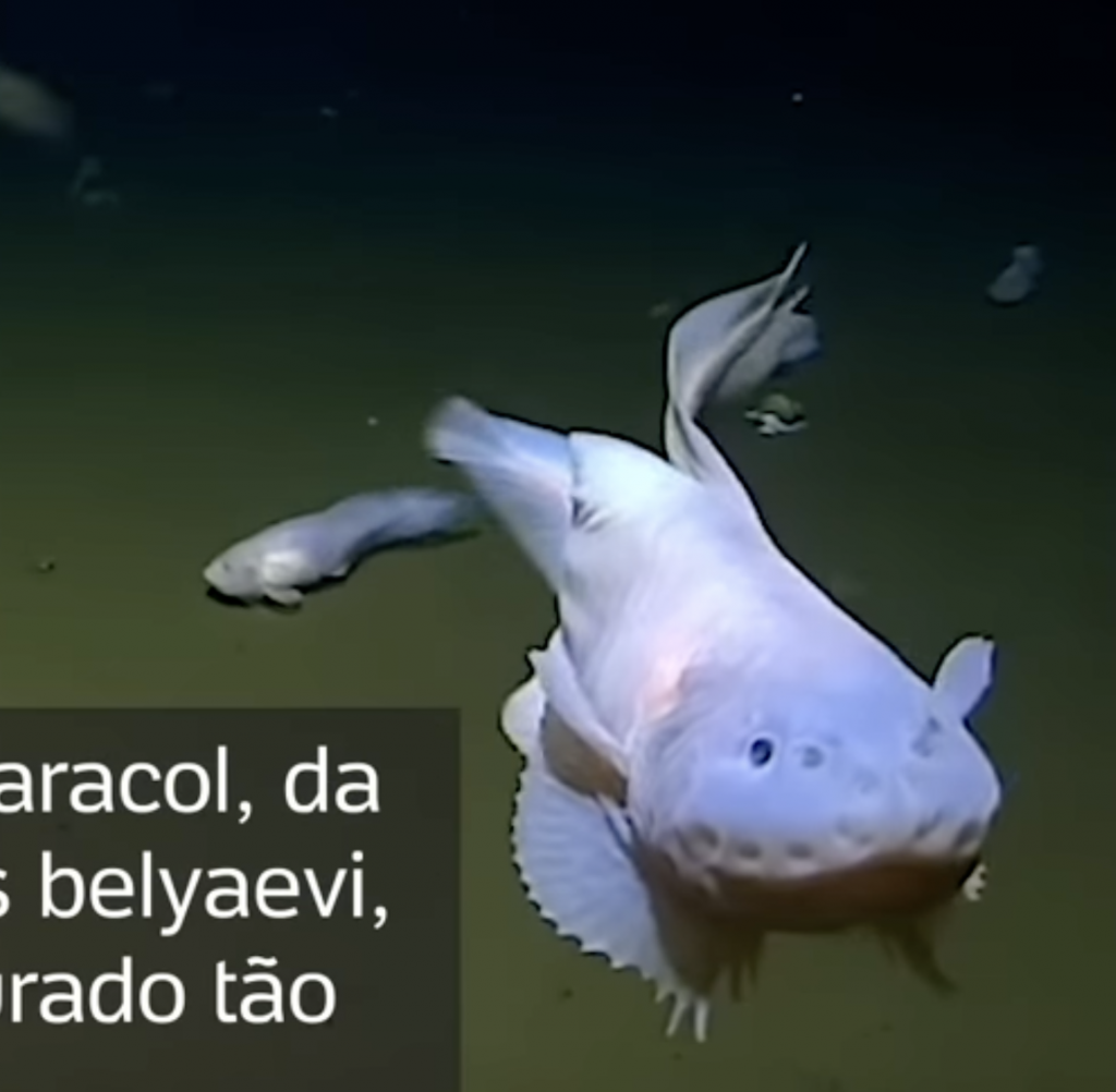 Cientistas acham peixe em profundidade recorde – Jornal Joca