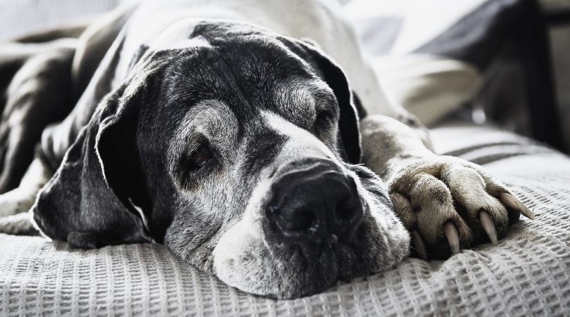 Dúvida animal | Como calcular a idade de cachorros? - Jornal Joca Dúvida animal | Como calcular a idade de cachorros? - Jornal Joca